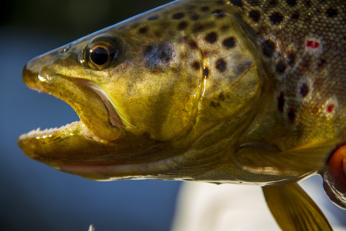 Colorado River Water Conservation District - CRD | Water Planning